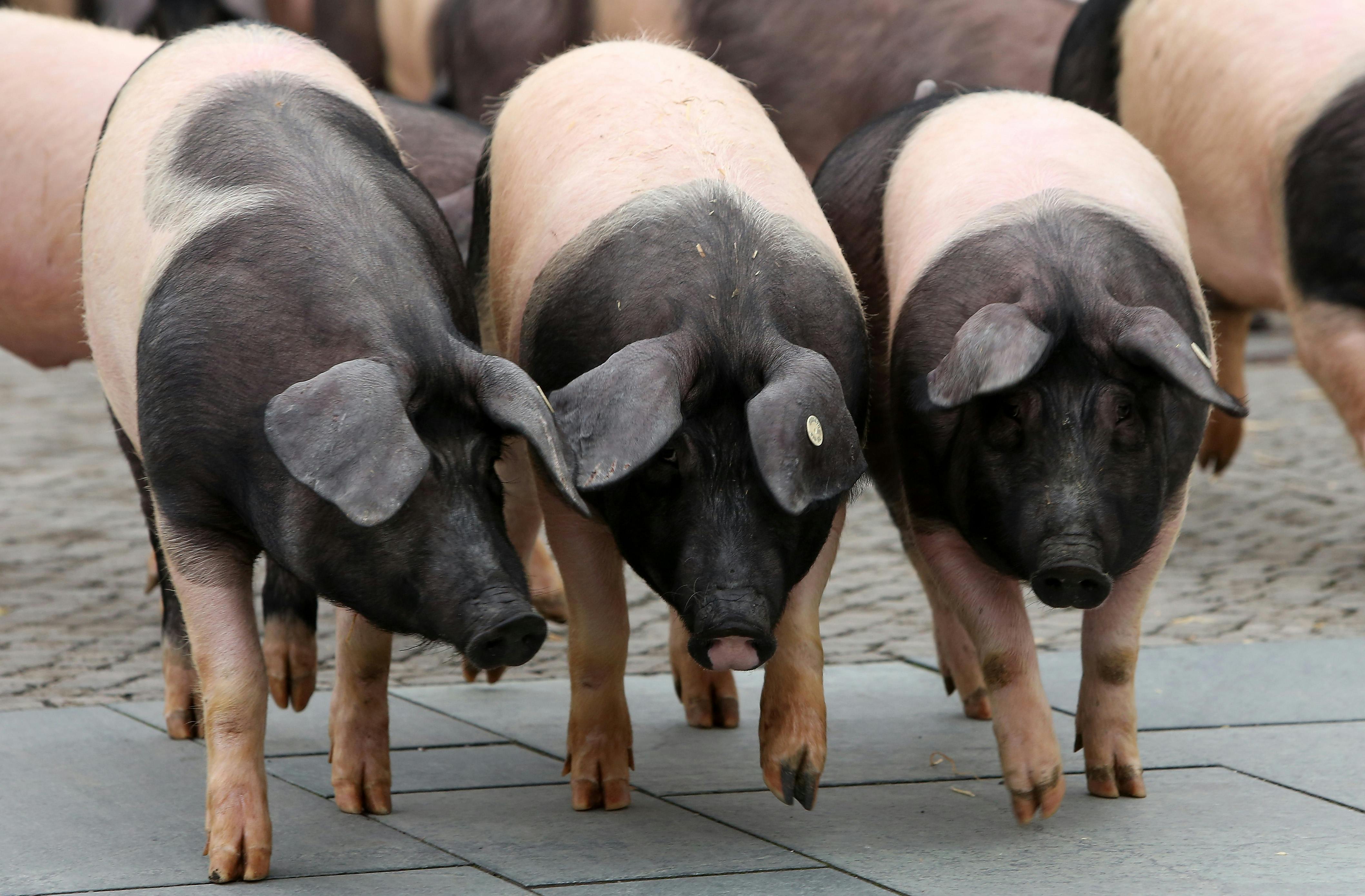 The USDA Goes Hog Wild | The New Republic