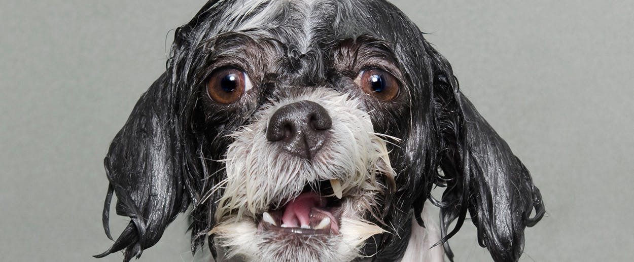 Sony Photography Awards 2014: Wet Dogs, Tired Lions, and Drag Queens ...