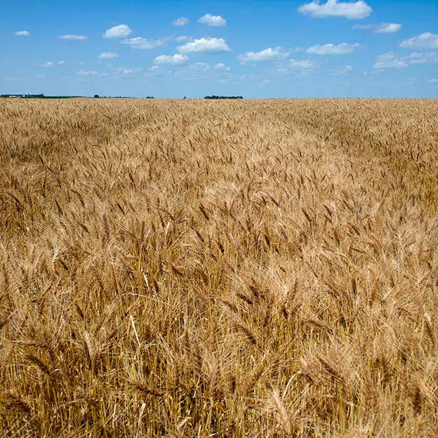 Lucinda Devlin Photography: Field Culture in the Midwest | The New Republic